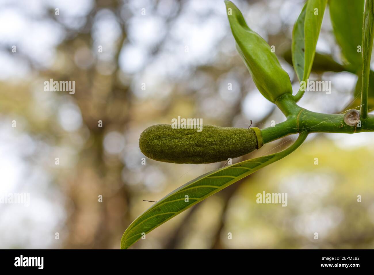 Young jackfruit with flower on the tree isolated Stock Photo - Alamy