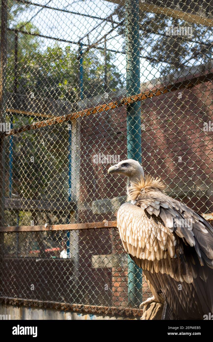 Black vultures standing on hi-res stock photography and images - Alamy
