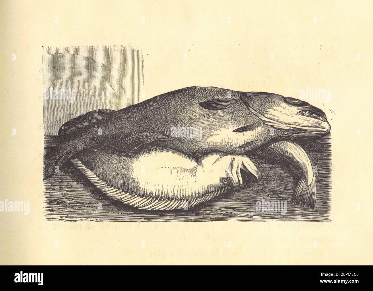 Brill recipe hi-res stock photography and images - Alamy