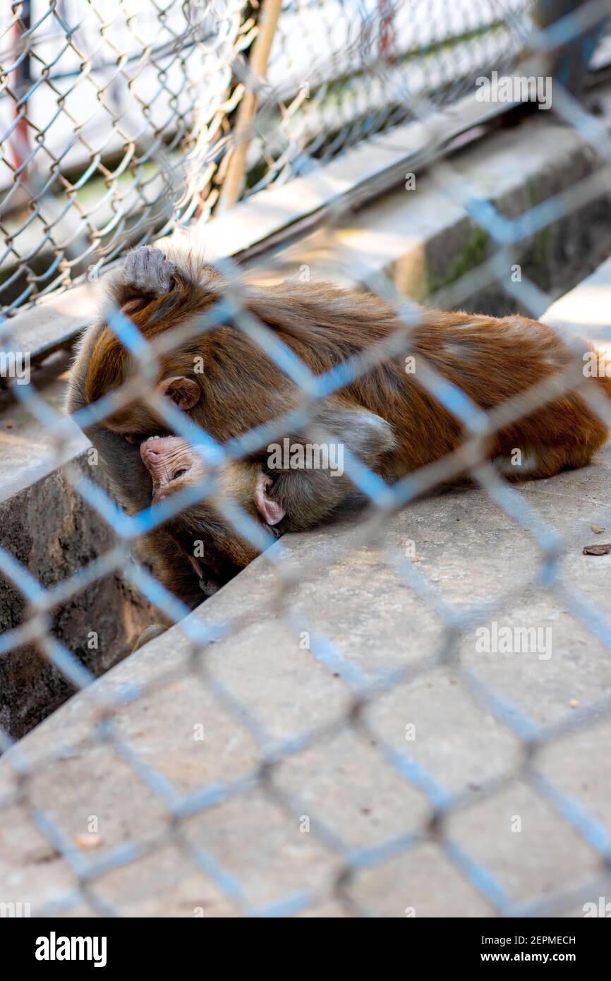 Two reddish monkey fighting inside of a cage Stock Photo - Alamy