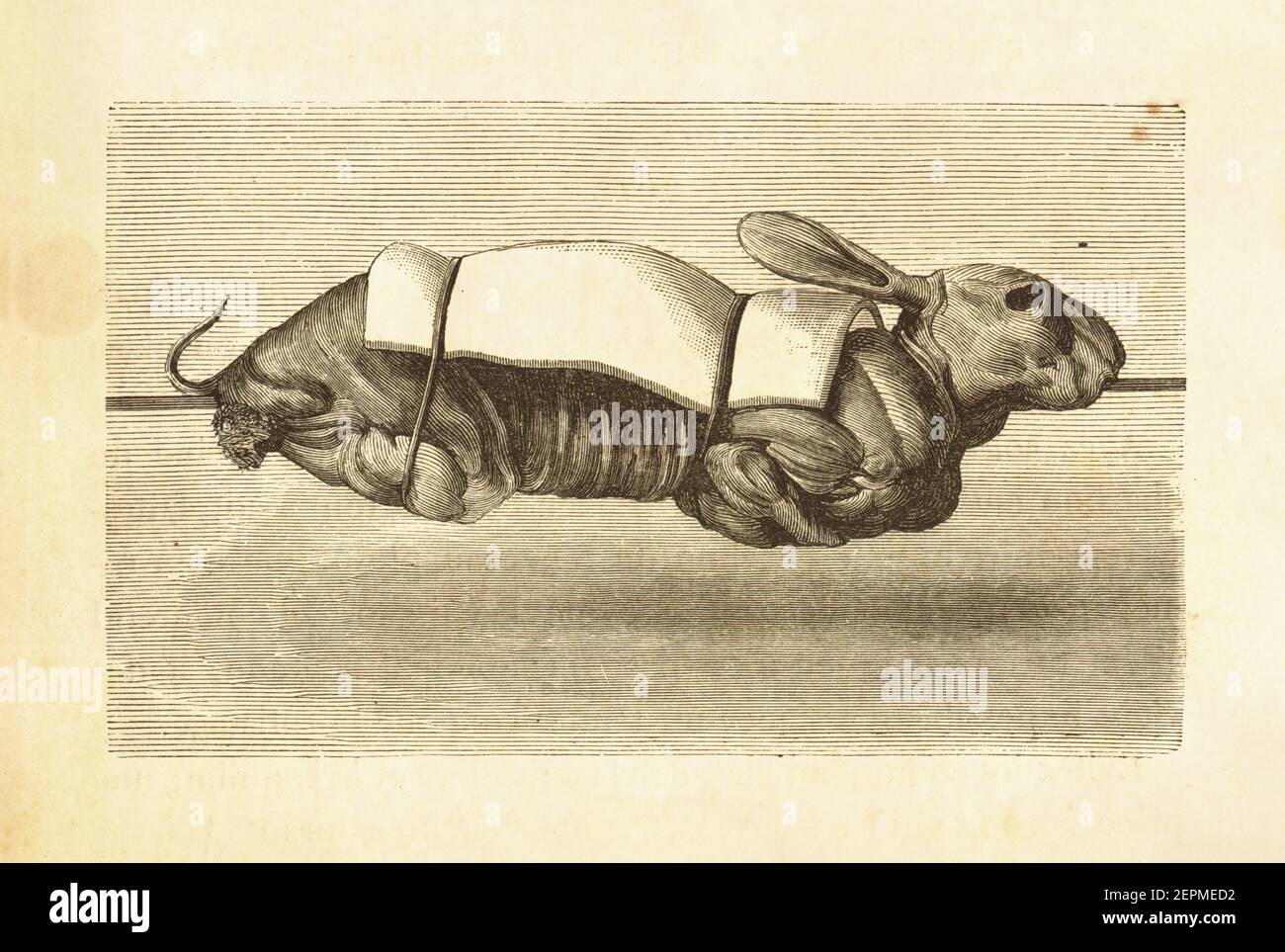 Rabbit meat paris hi-res stock photography and images - Alamy