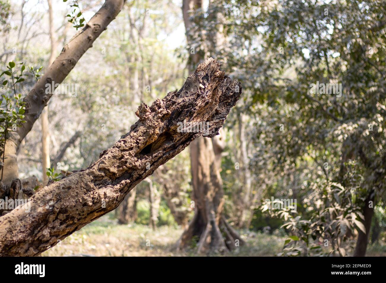 An old dead tree branch close up in the jungle Stock Photo - Alamy