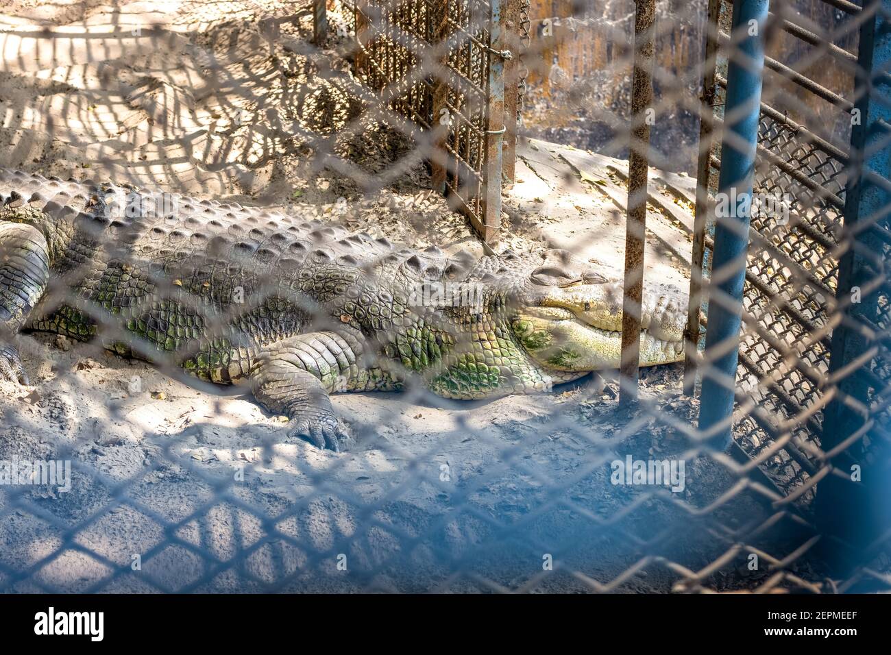 A sleeping Crocodile inside of a cage Stock Photo - Alamy