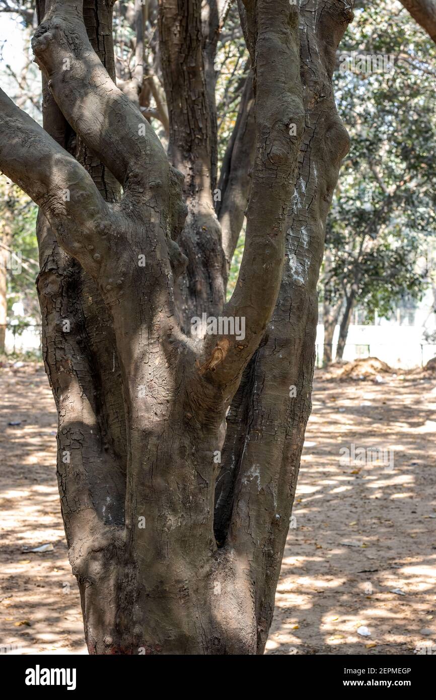 Big old tree with lots of branches close up Stock Photo - Alamy