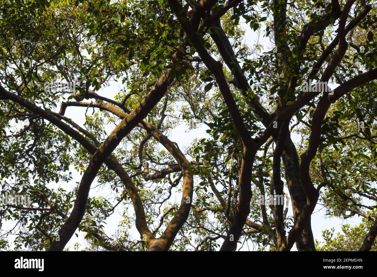Branches inside hi-res stock photography and images - Alamy