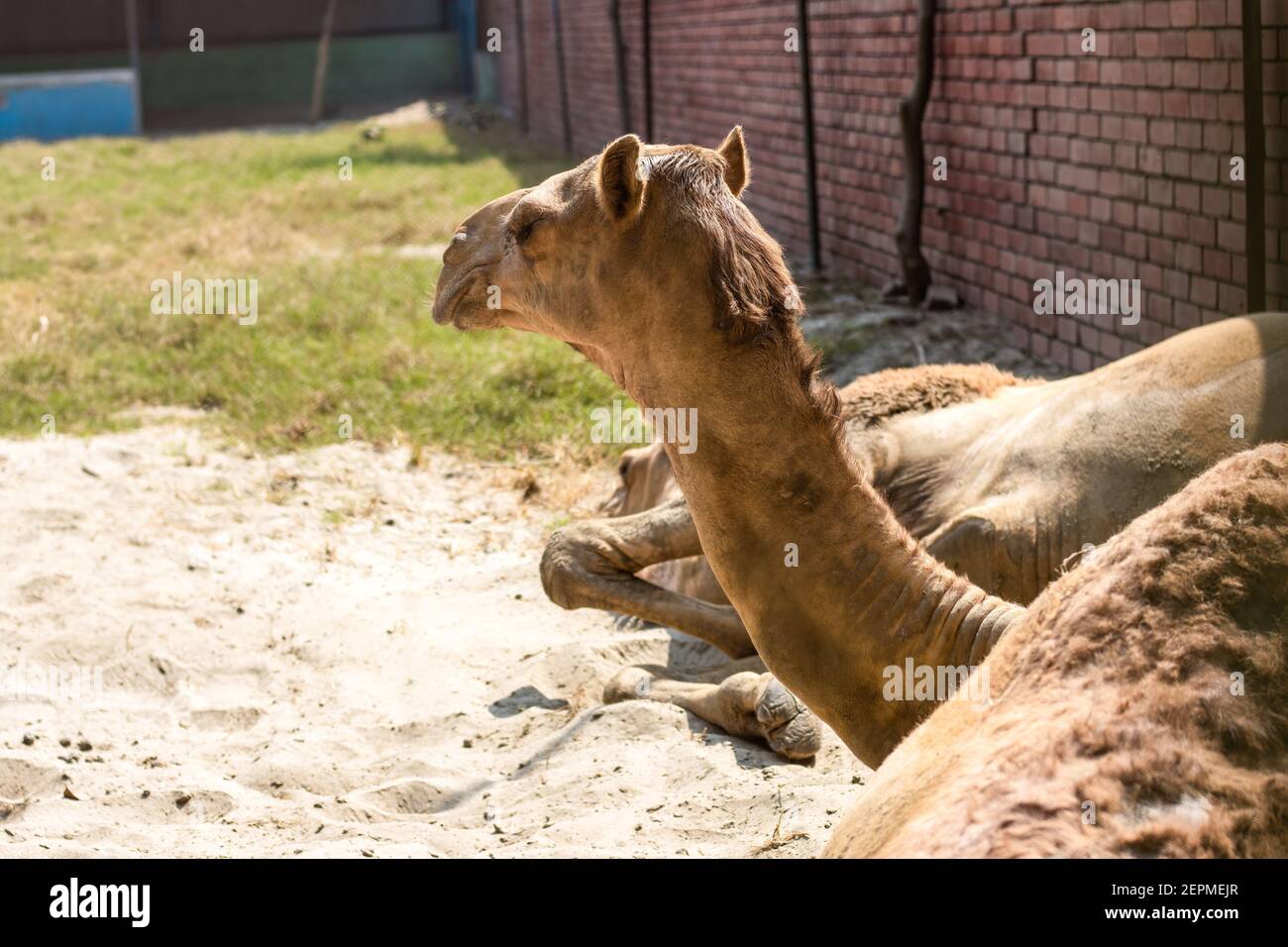 Camel taking a rest hi-res stock photography and images - Alamy