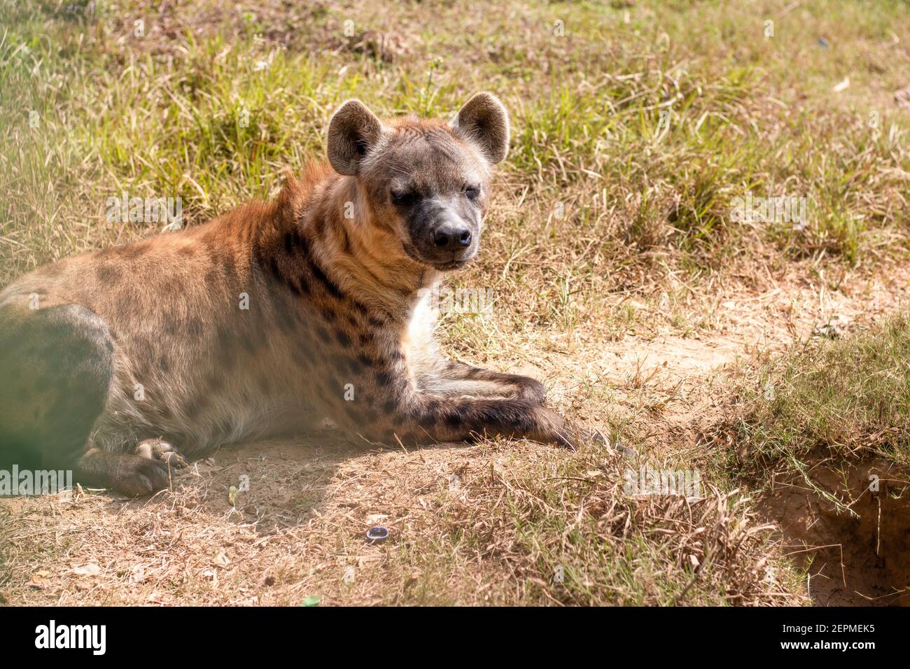 A hyena with an aggressive look sitting on the green grasses Stock ...
