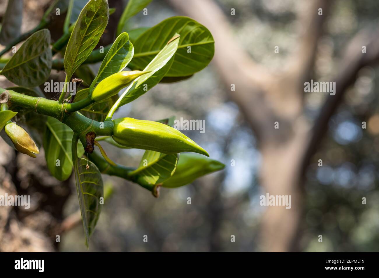 Growing jackfruit flowers on a branch close up Stock Photo - Alamy