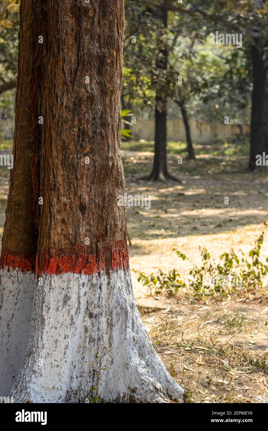 Tree trunk close up inside of a park Stock Photo - Alamy