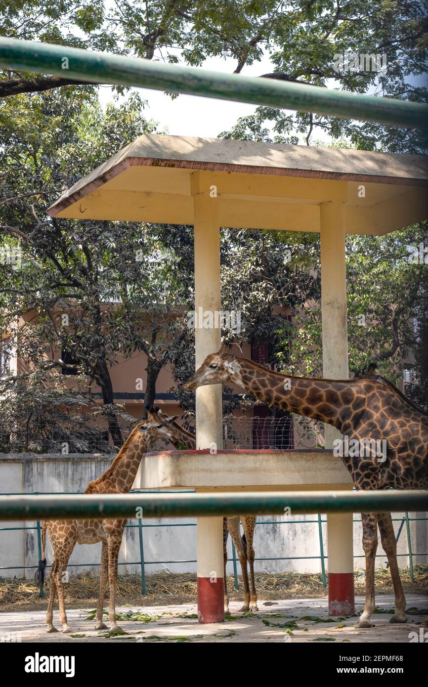 Giraffes standing under the shelter inside of a zoo Stock Photo - Alamy