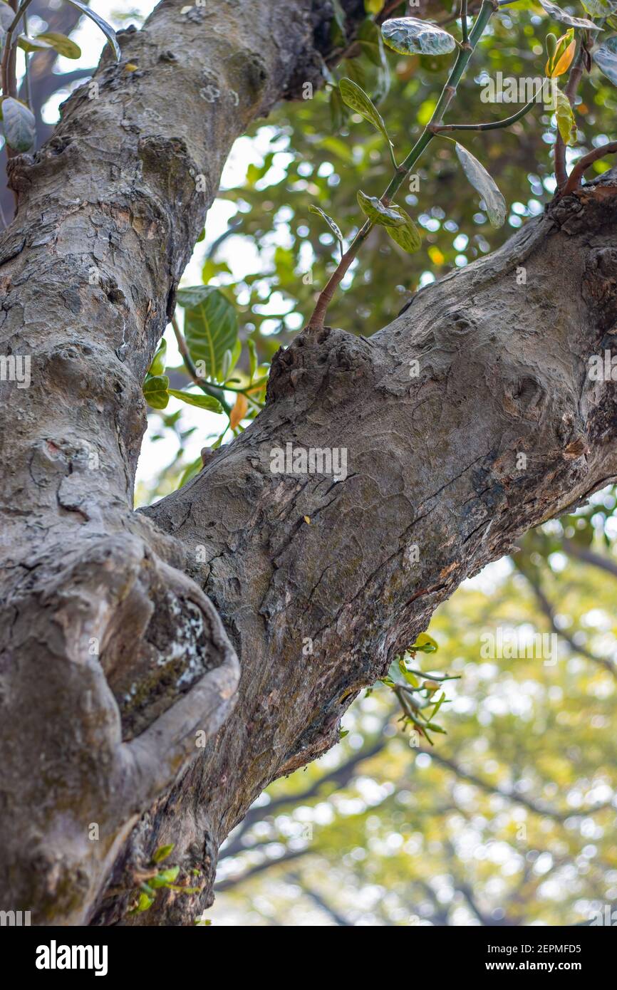 Old jackfruit tree trunk close up Stock Photo - Alamy