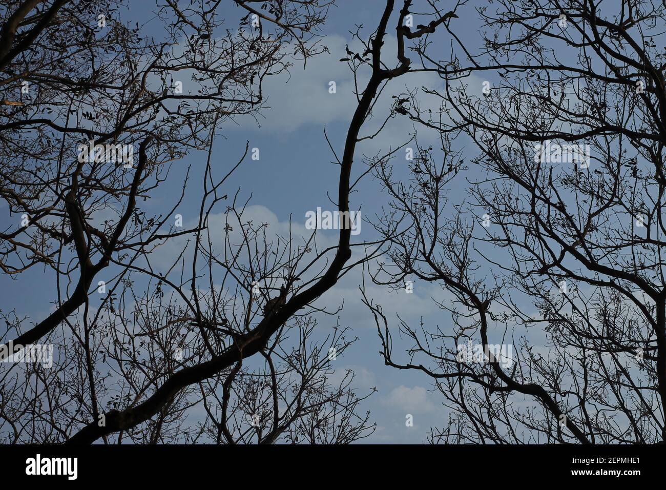 branches of a tree under the blue sky Stock Photo - Alamy