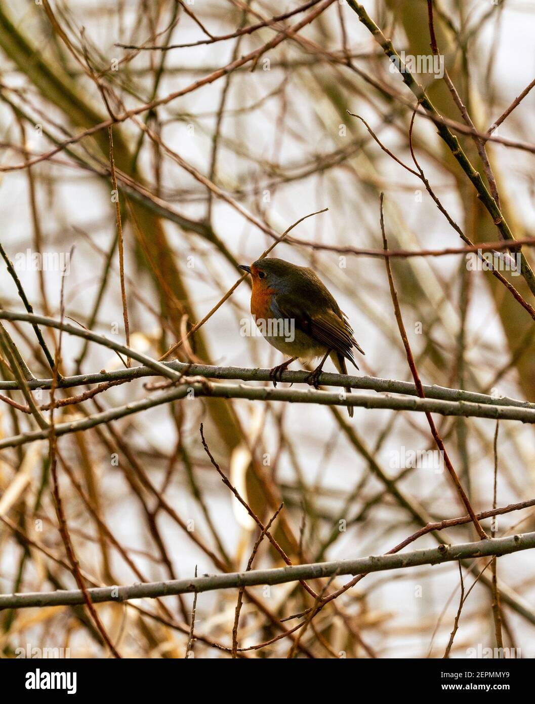 Robin perched on a tree branch at Figgate Park, Edinburgh, Scotland, UK ...