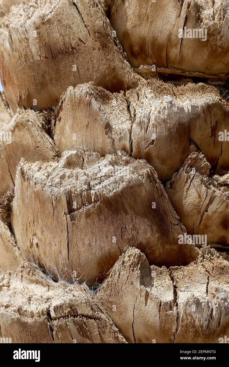 Date Palm tree trunk. The rough textured surface of the trunk of a date ...
