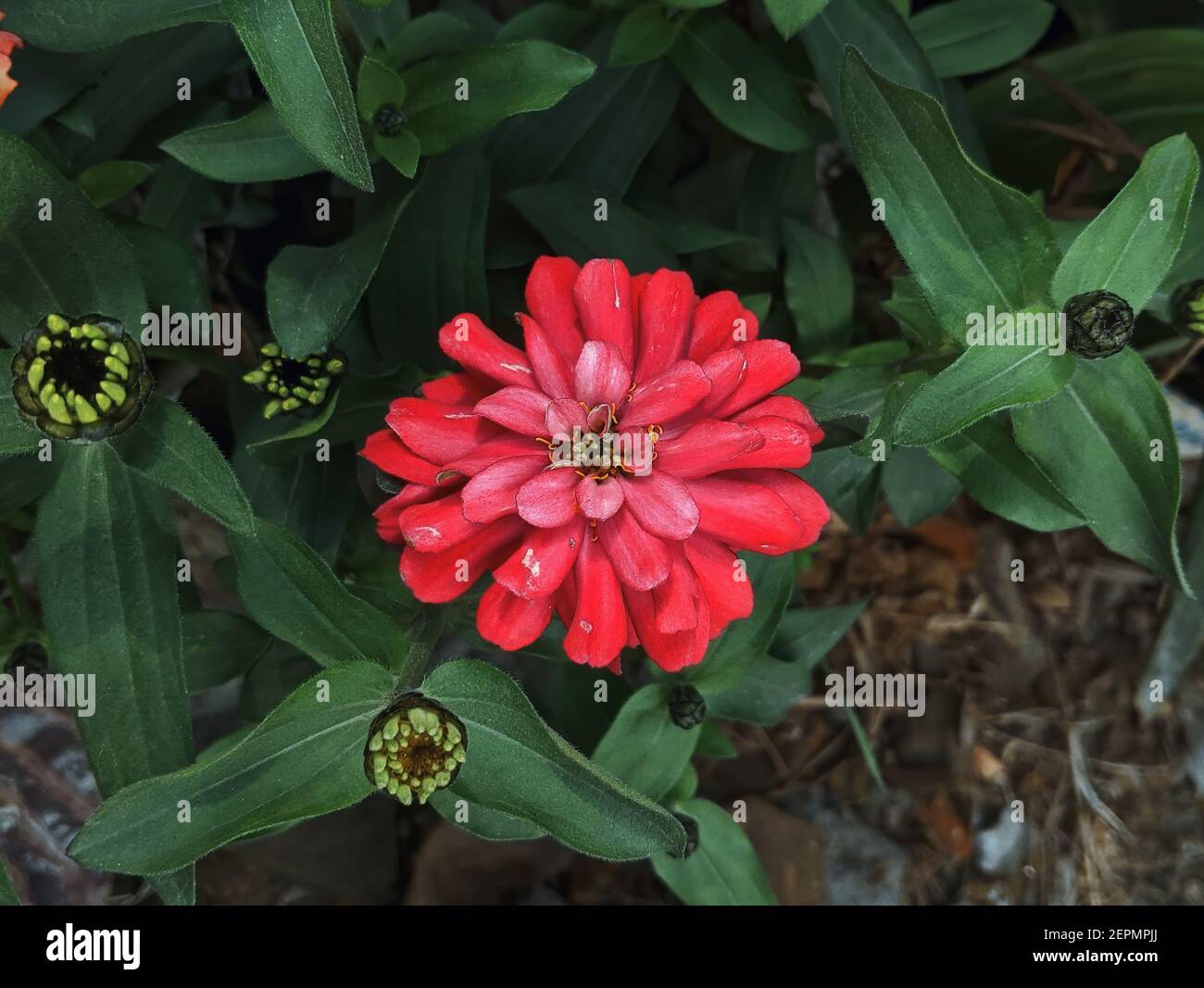 The beautiful red flowers and buds of a blooming plant in Garden Stock ...