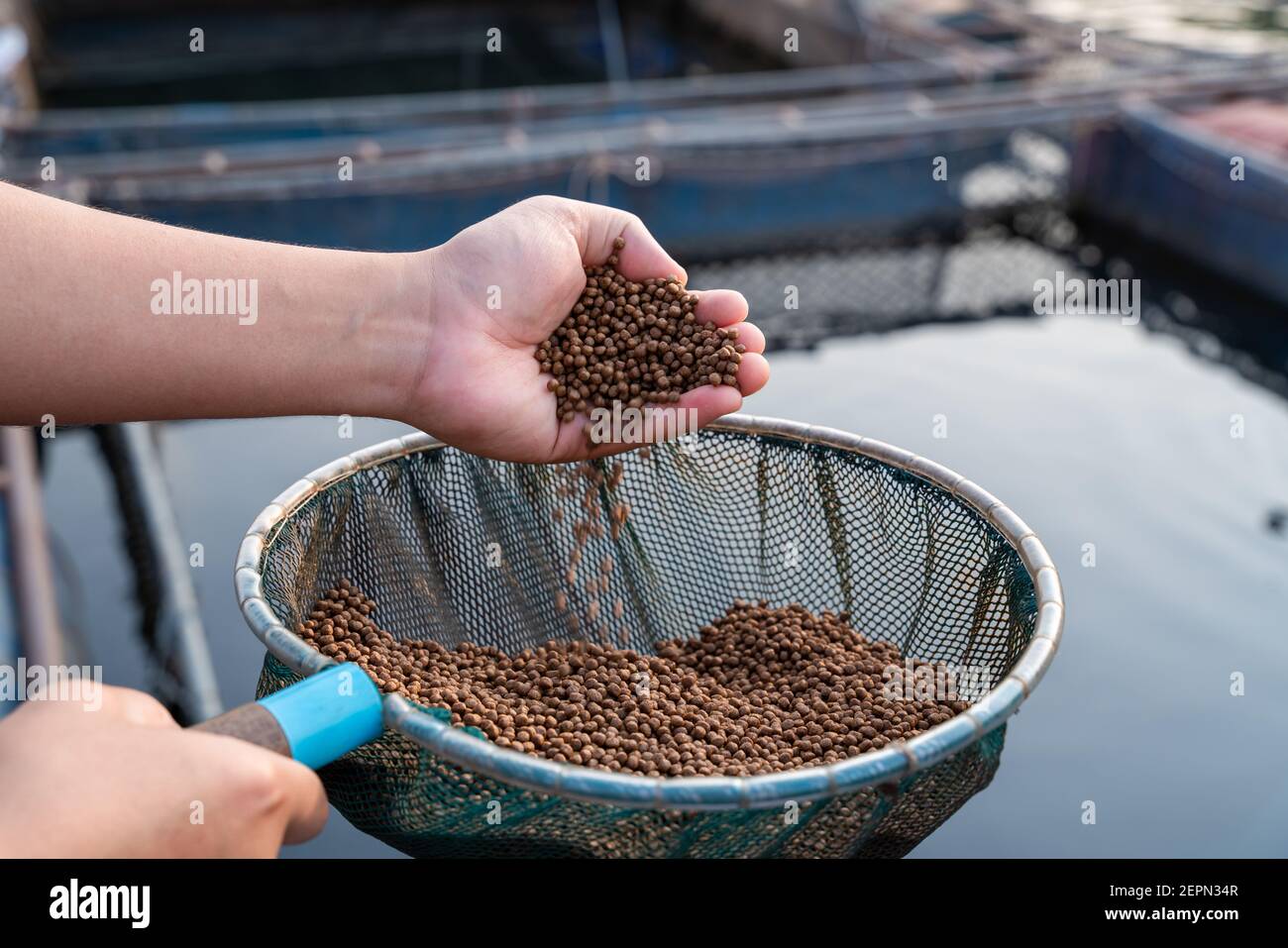 Close up fisherman's hand to feed tilapia fish, freshwater fish that ...