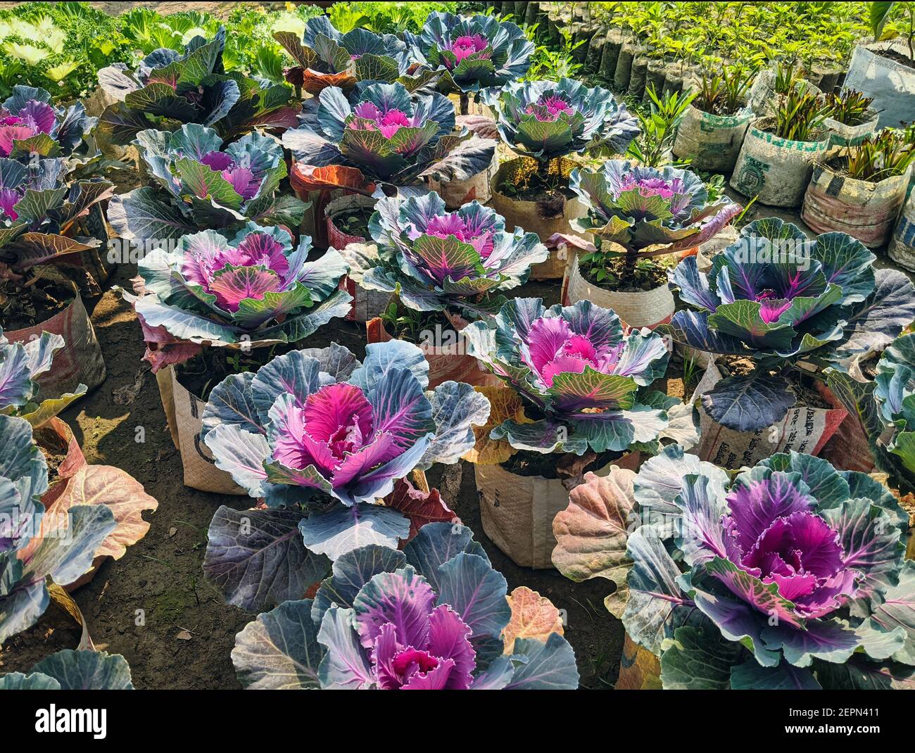 Purple Cabbage Flower