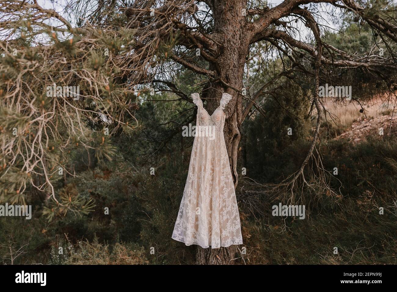 White elegant traditional dress hanging on branch of coniferous tree in ...