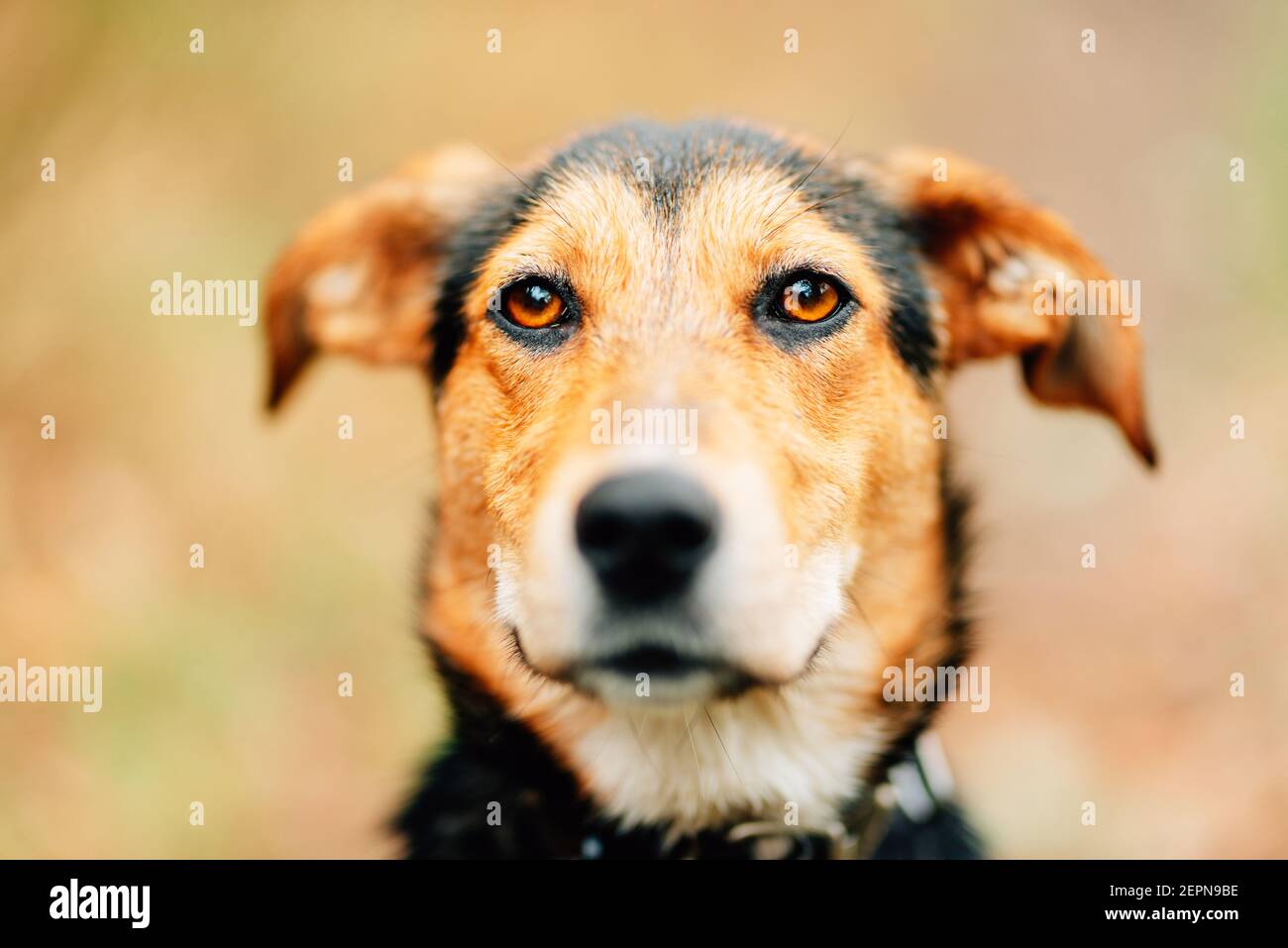 Muzzle of adorable domestic mongrel dog with red and black fur looking ...