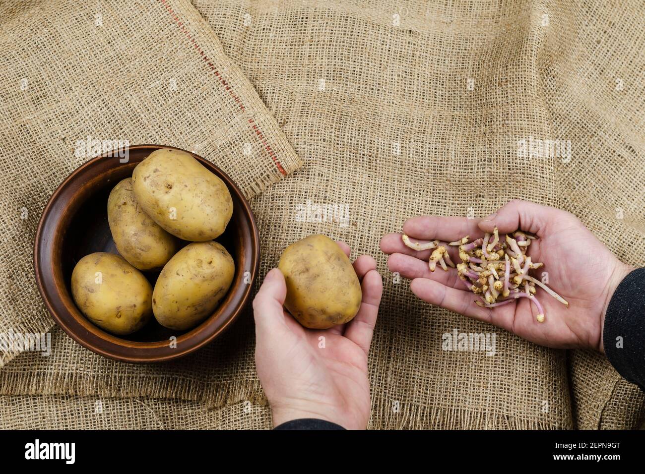 x€A man's hands hold broken off potato sprouts and one root vegetable ...