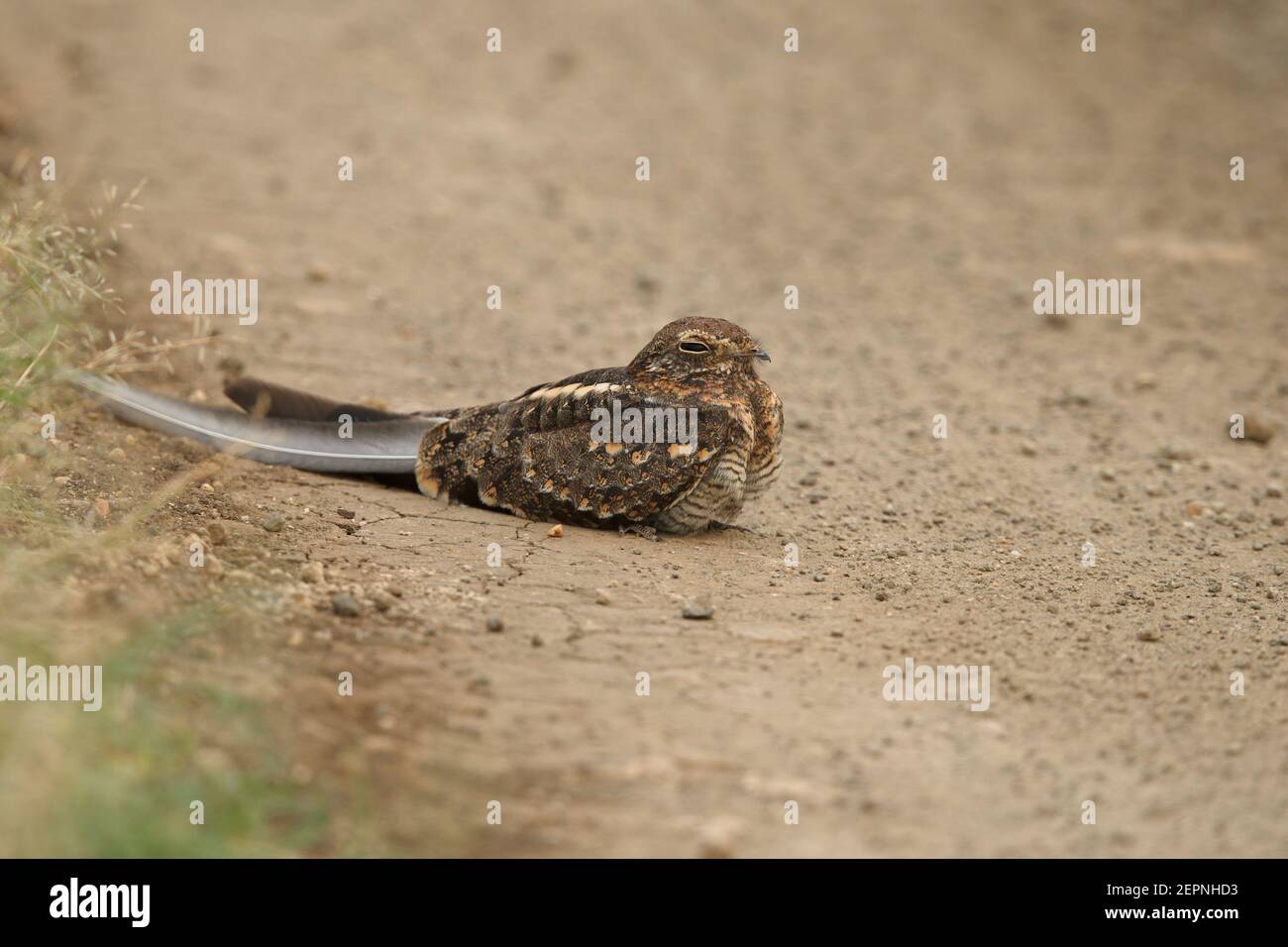 Standard Winged Nightjar