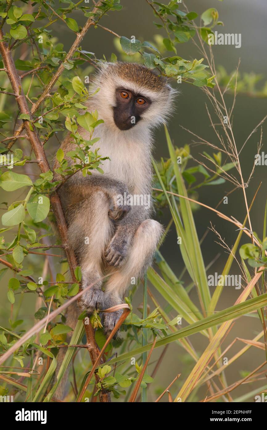 Velvet monkey hi-res stock photography and images - Alamy