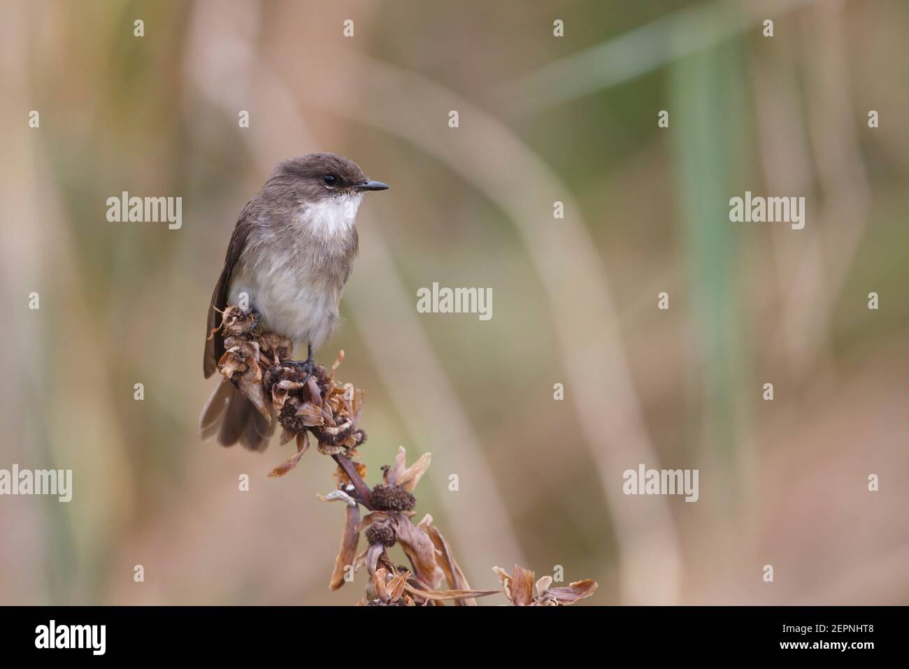 Swamp flycatcher, Lake Bunyoni, Uganda, July 2016 Stock Photo - Alamy