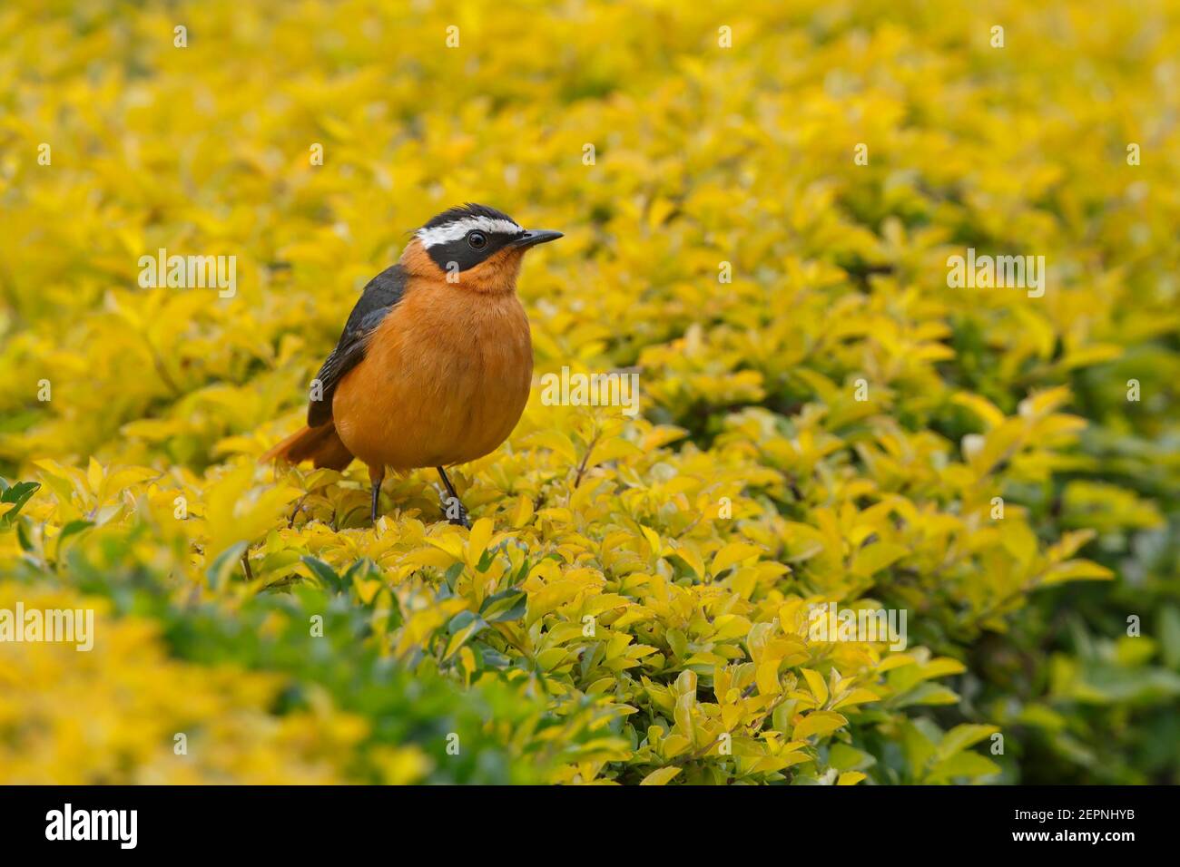 White-brpwed Robin-chat, Kisoro, Uganda, July 2021 Stock Photo - Alamy