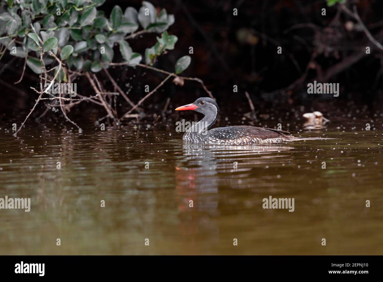 African finfoot, Lake Mburo, Uganda, July 2016 Stock Photo - Alamy