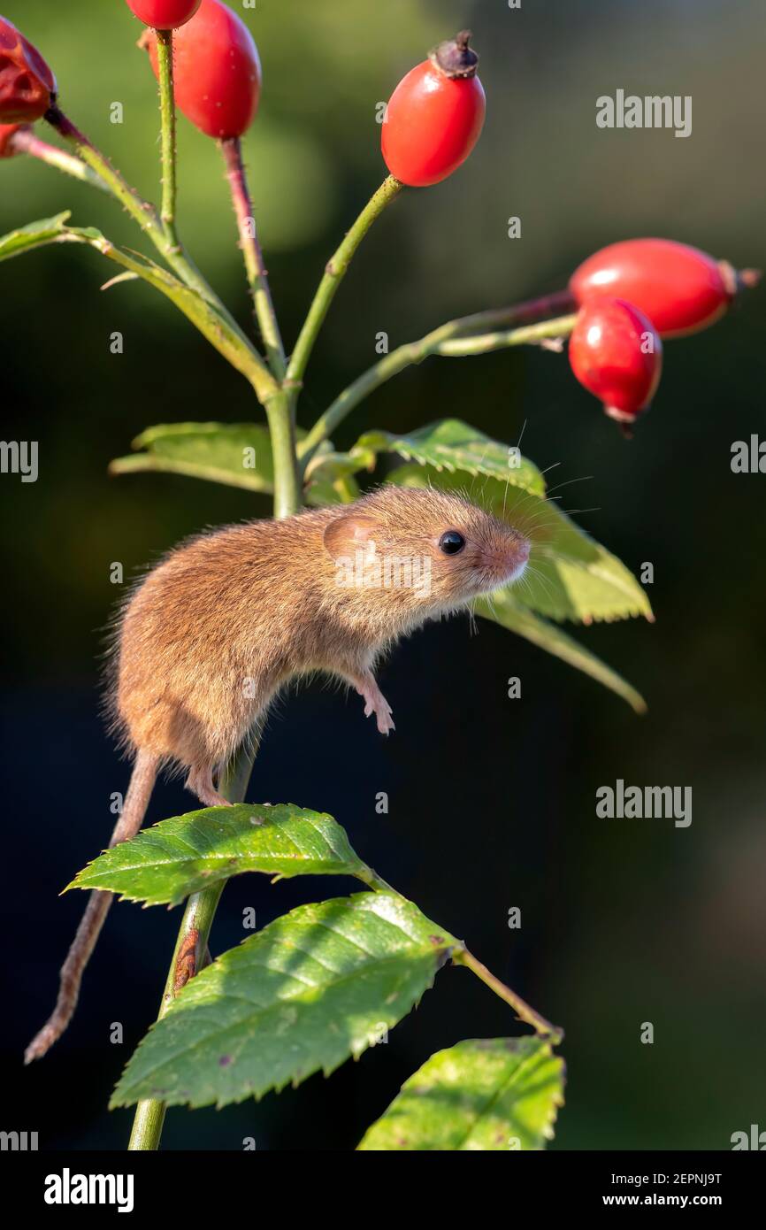 Rose hips mouse hi-res stock photography and images - Alamy