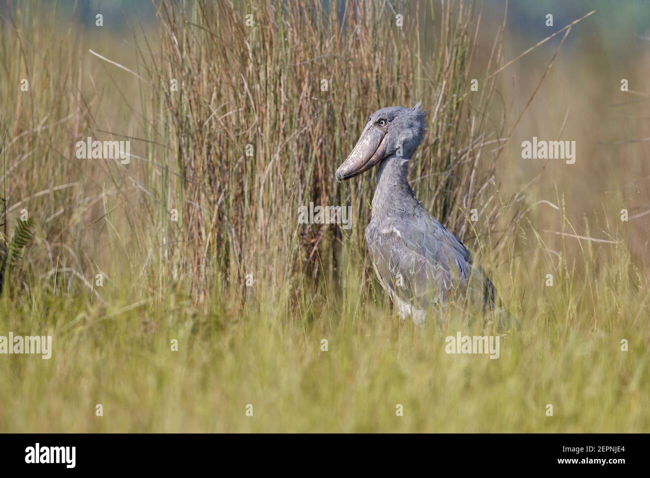 Shoebill, Mabamba wetland, Uganda, July 2016 Stock Photo - Alamy
