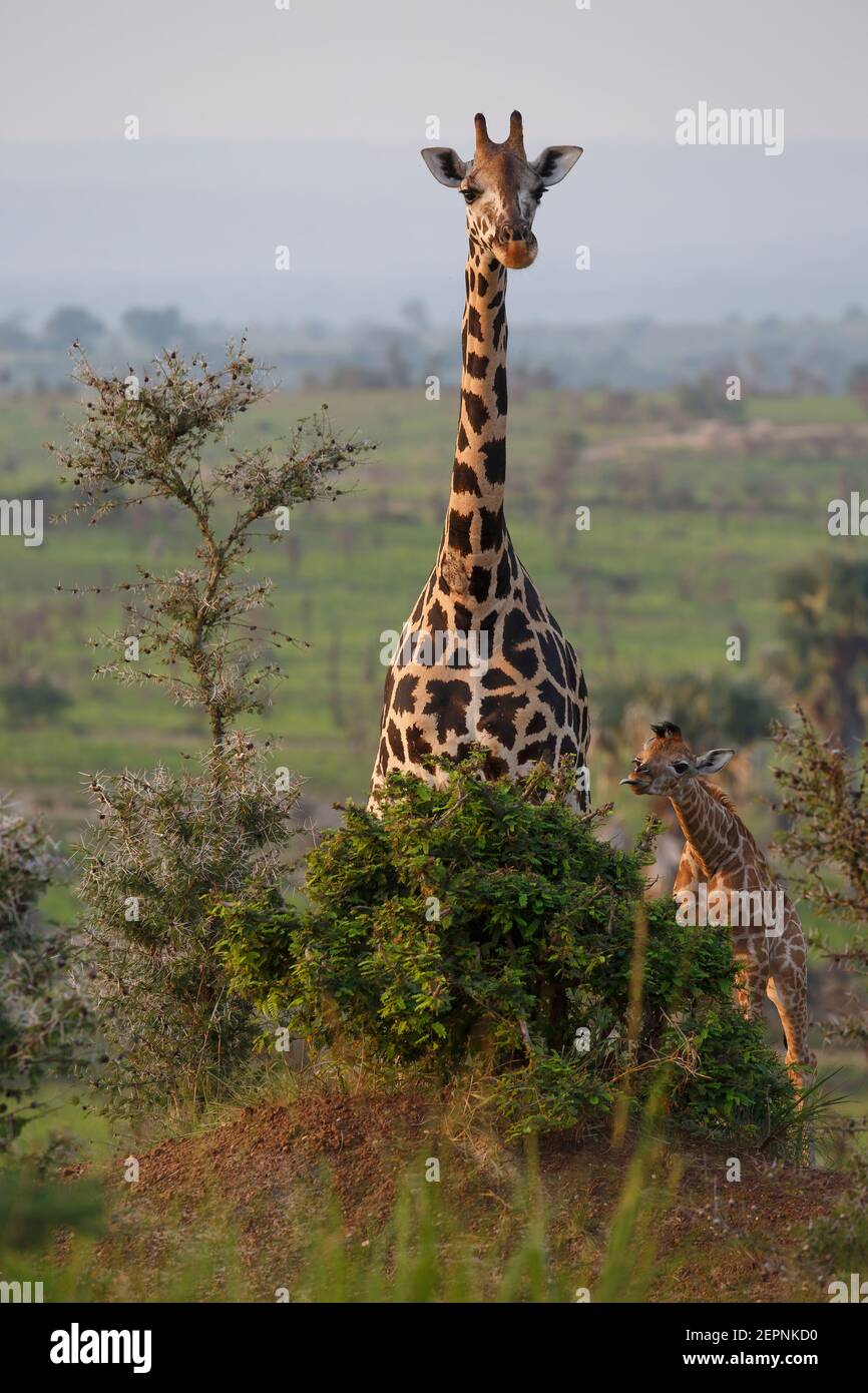 Nubian giraffe, Murchison falls National park, Uganda, July 2016 Stock ...