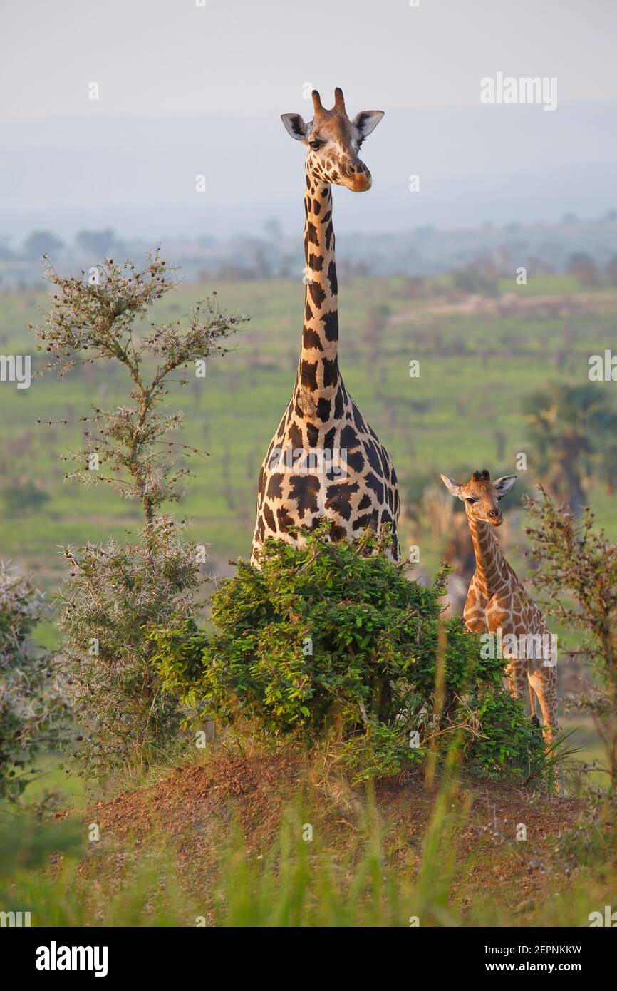 Nubian giraffe, Murchison falls National park, Uganda, July 2016 Stock ...