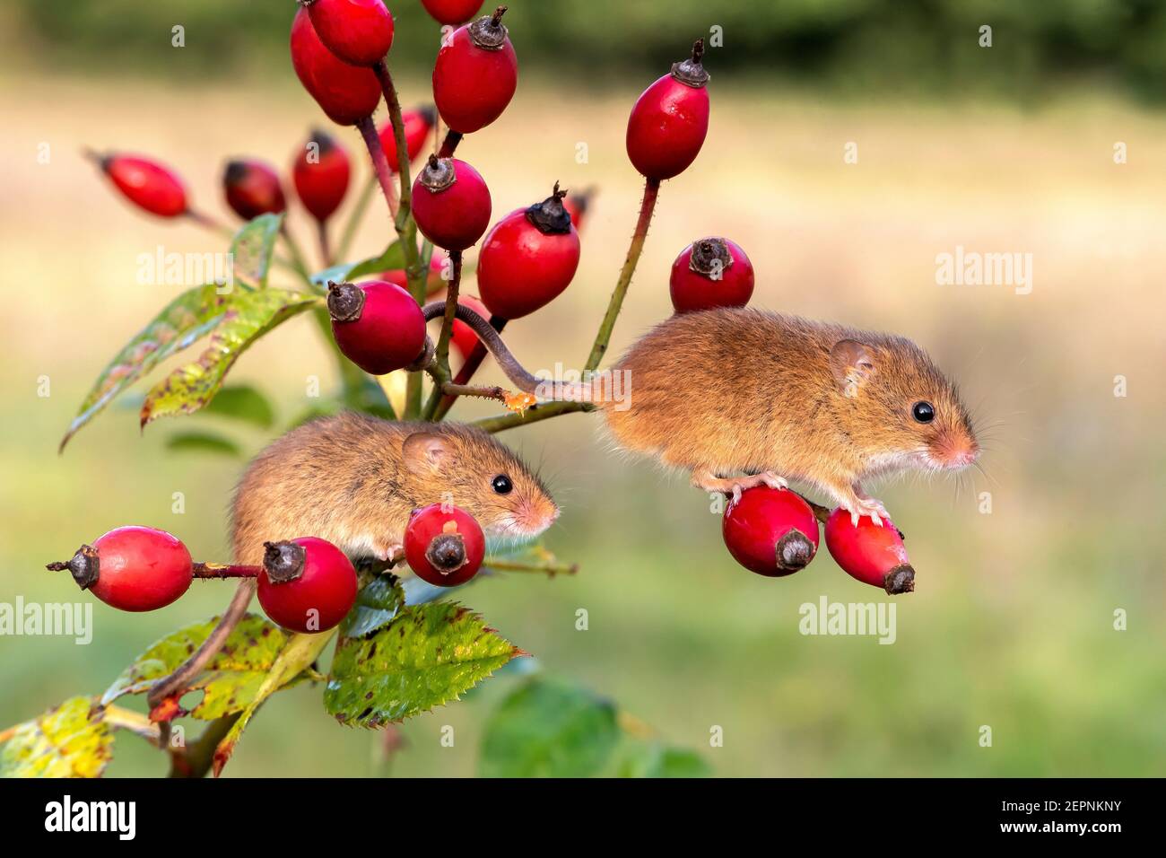 Harvest mice (Micromys minutus) on rose hips, Holt, Dorset, UK Stock ...