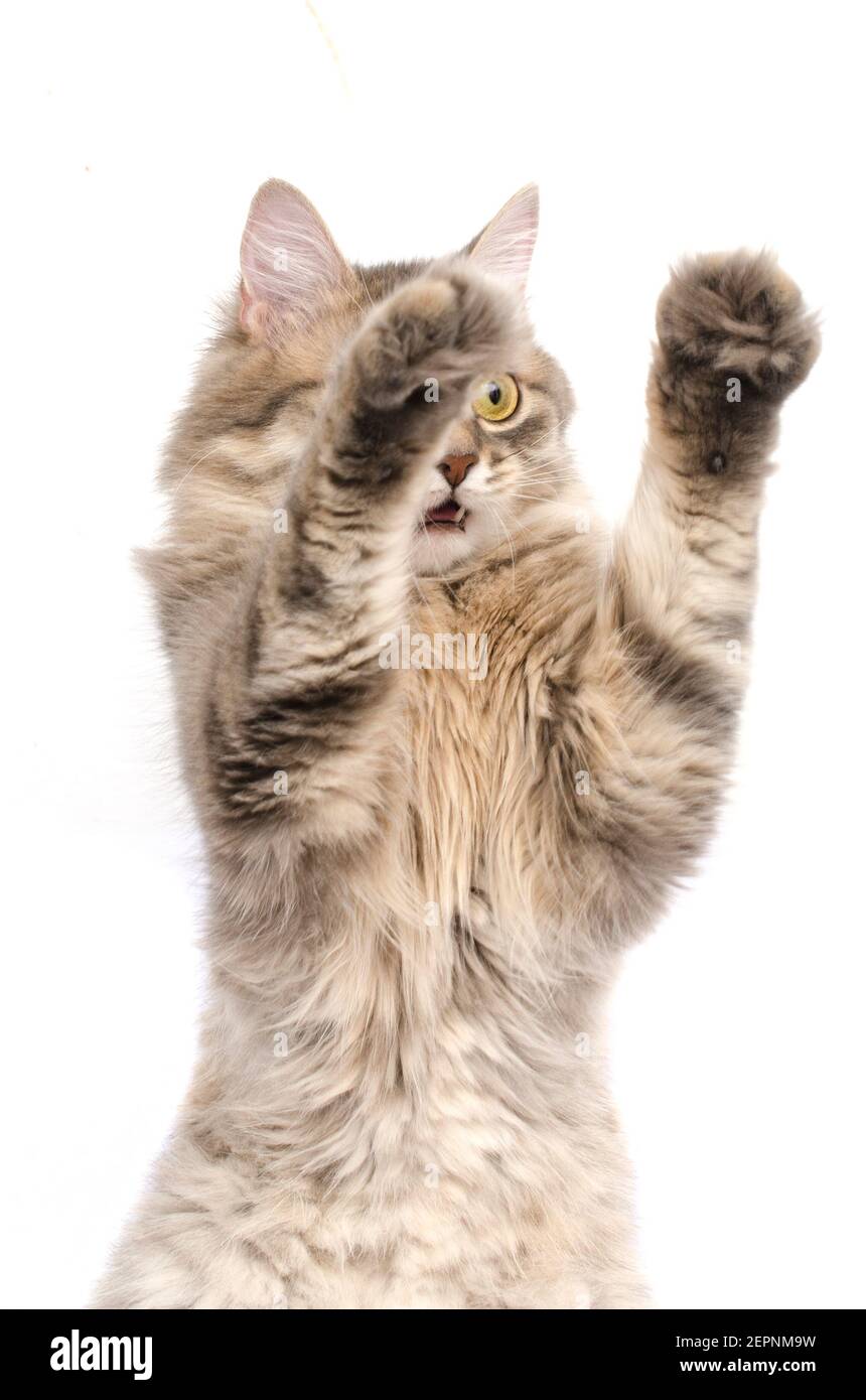 Front paws raised hi-res stock photography and images - Alamy