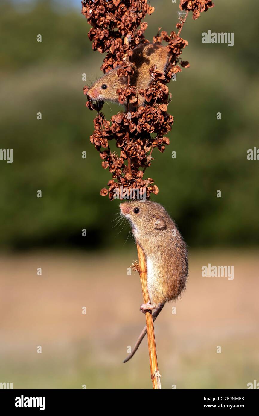 Harvest mice (Micromys minutus) on common sorrel, Holt, Dorset, UK ...