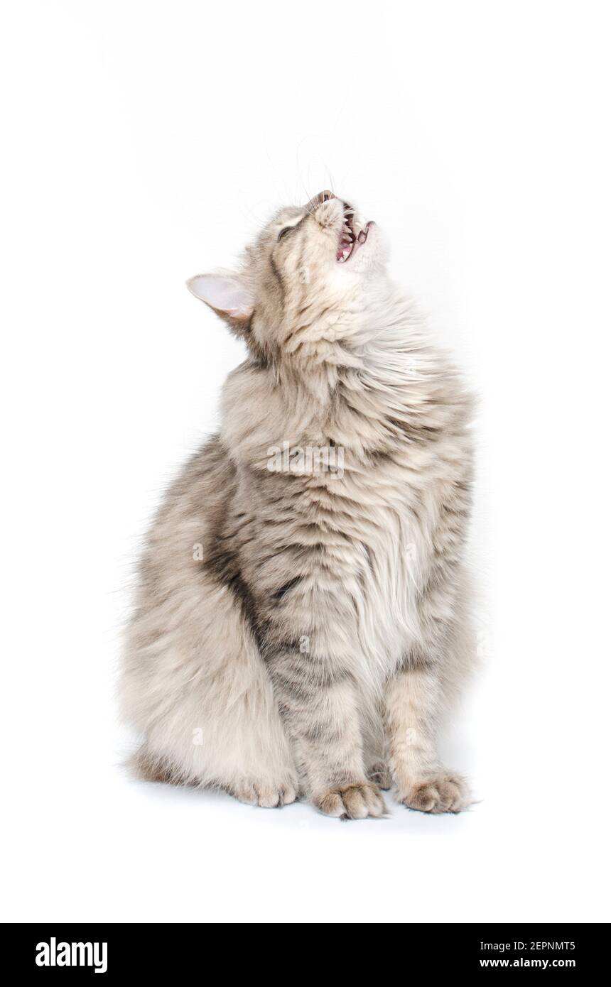 cat looking up isolated on white Stock Photo - Alamy
