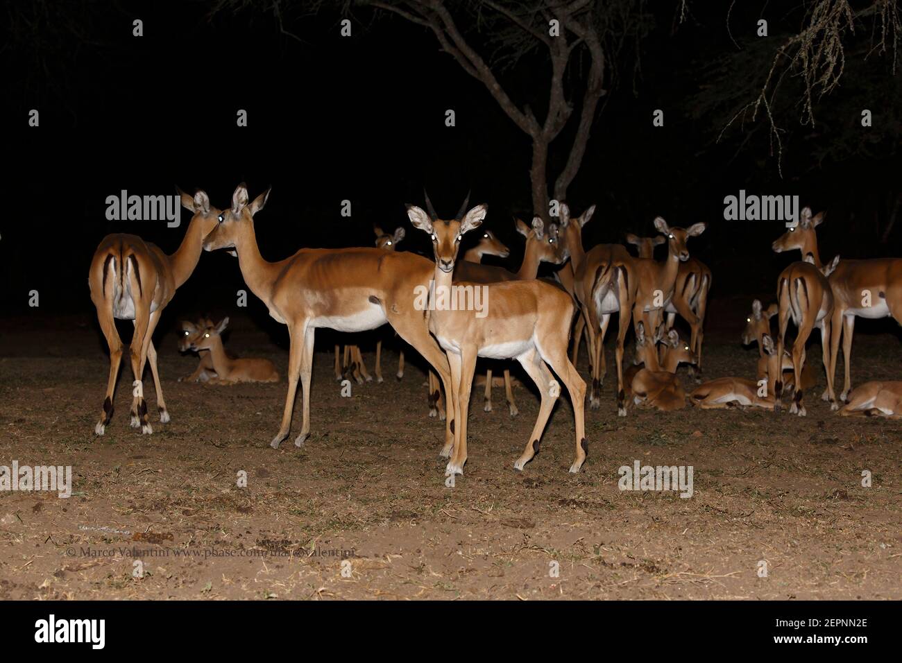 Impala uganda hi-res stock photography and images - Alamy