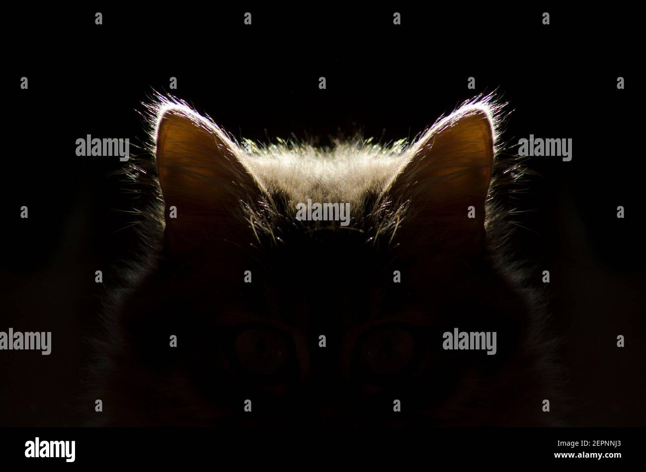 cat ears,cat in the dark Stock Photo - Alamy