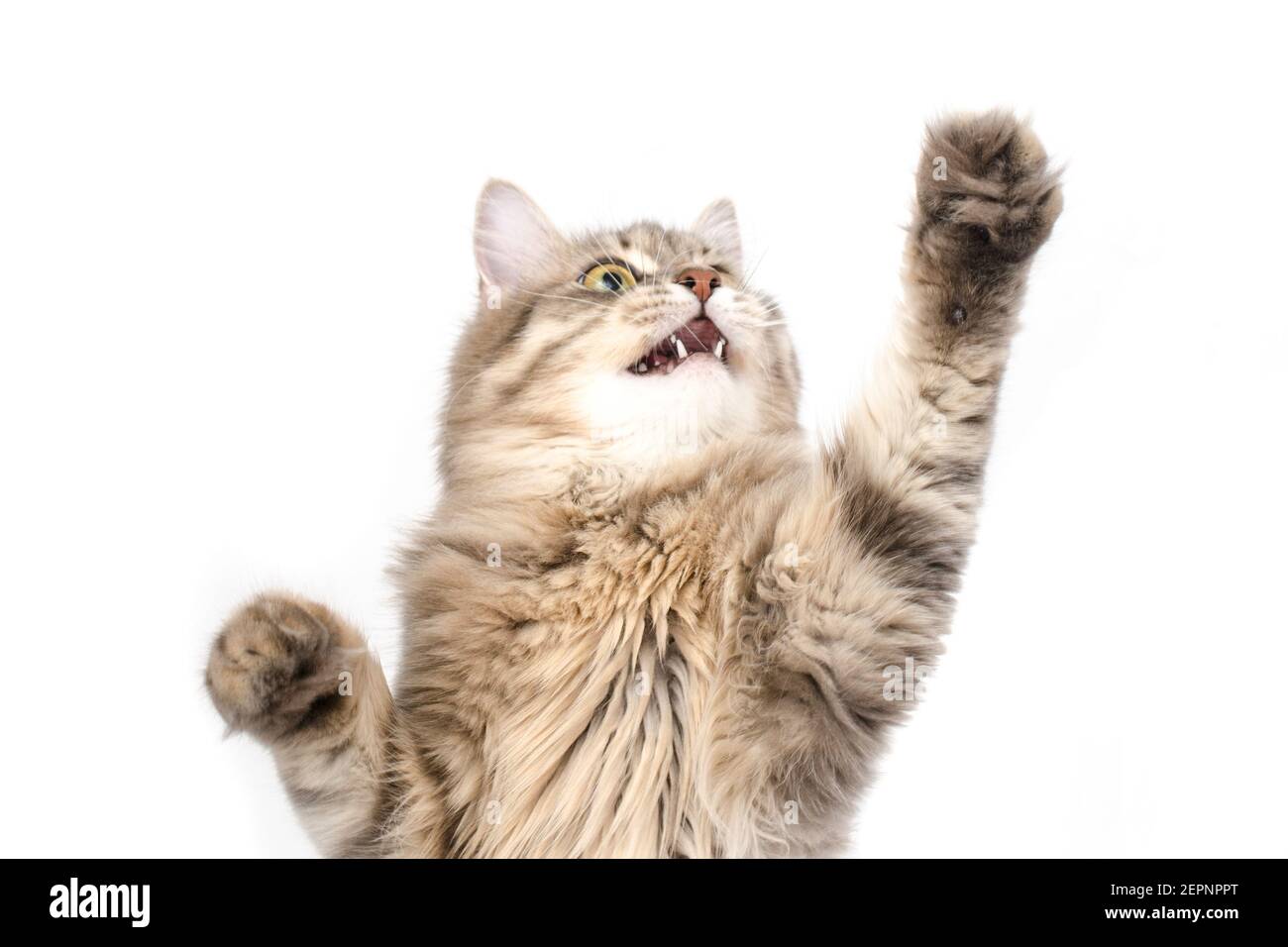 cat, paw is lifted up, isolated Stock Photo - Alamy