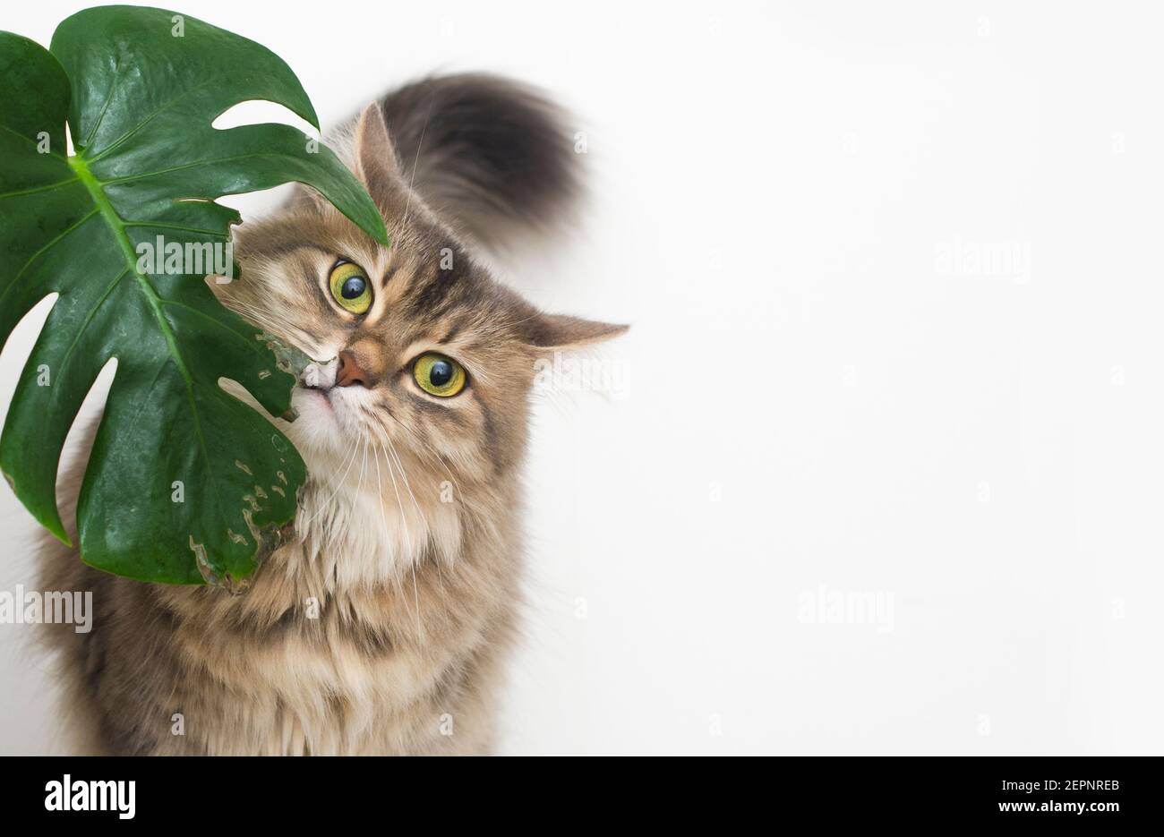 cat eats green leaf plant Stock Photo - Alamy