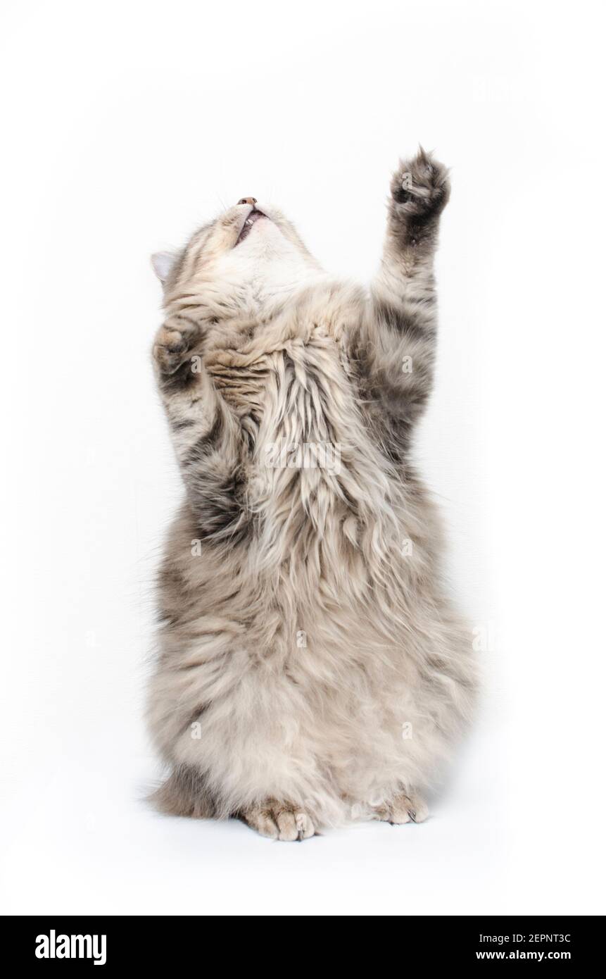 cat catches paws isolated on white Stock Photo - Alamy