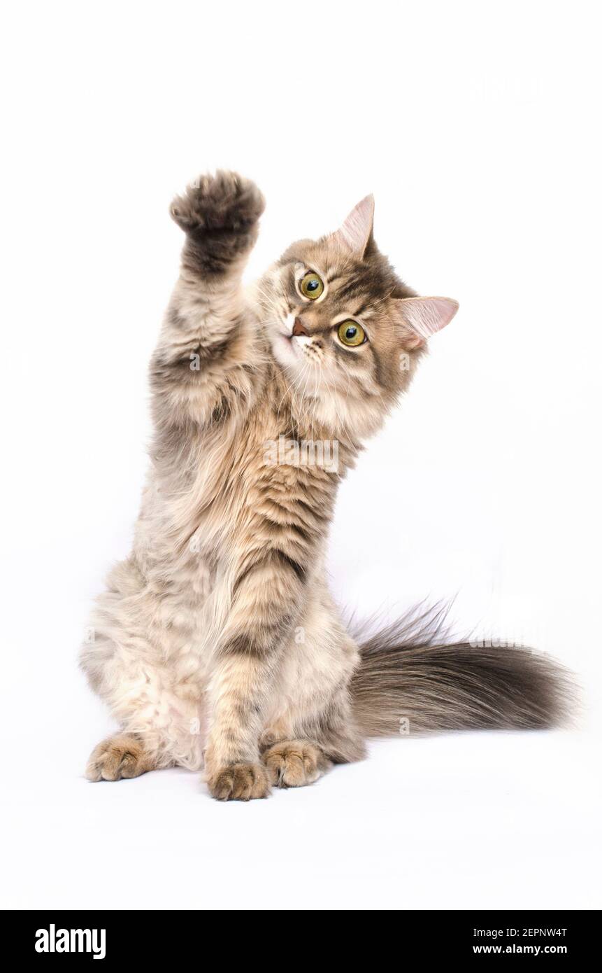 The cat raised its paw up, cat gives five Stock Photo - Alamy