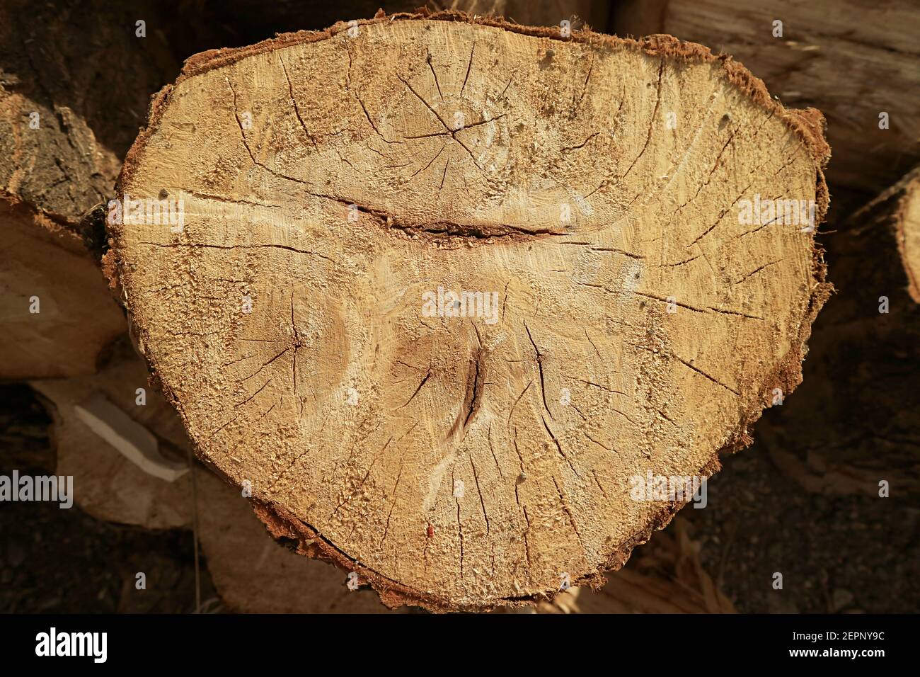 Closeup of the cross section of cut tree trunk Stock Photo - Alamy