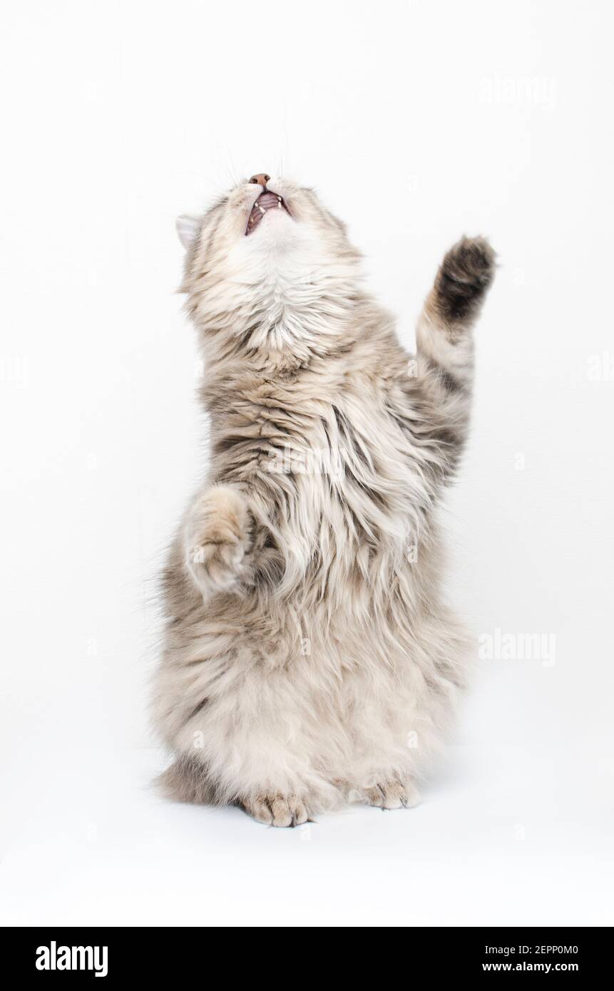 cat looking up isolated on white Stock Photo - Alamy