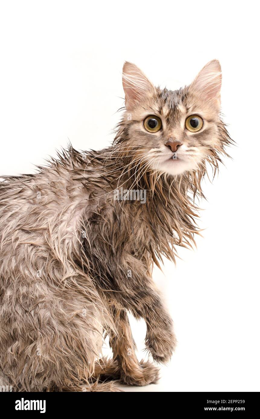 Wet cat isolated on white Stock Photo - Alamy
