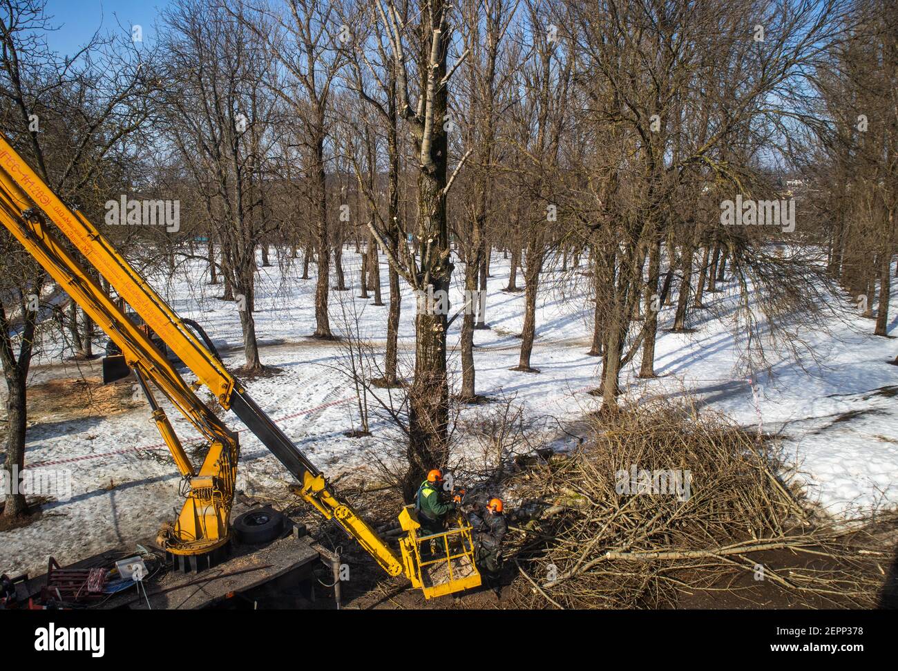 Spring pruning of trees. Workers sawed off tree branches in the park ...
