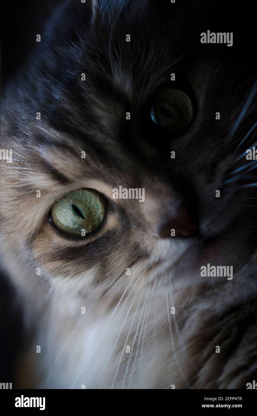 cat muzzle, face close up Stock Photo - Alamy