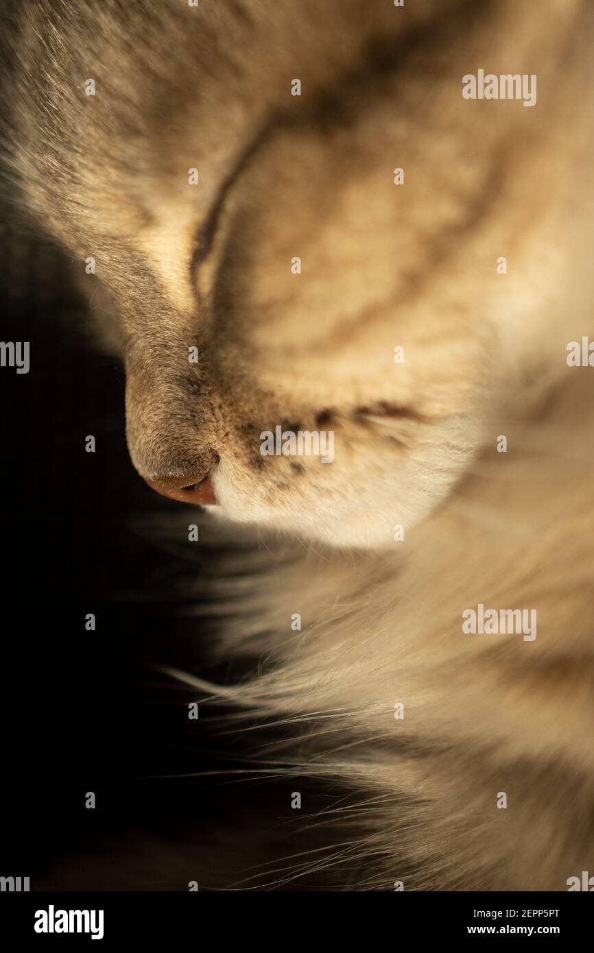 Portrait of a sleeping cat hi-res stock photography and images - Alamy