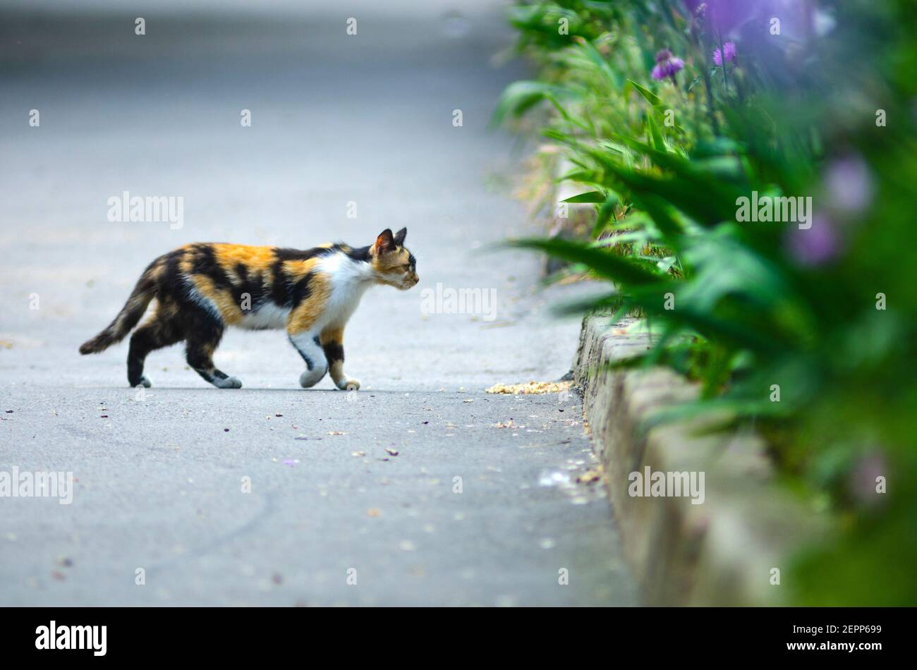 Multi colored cat hi-res stock photography and images - Alamy